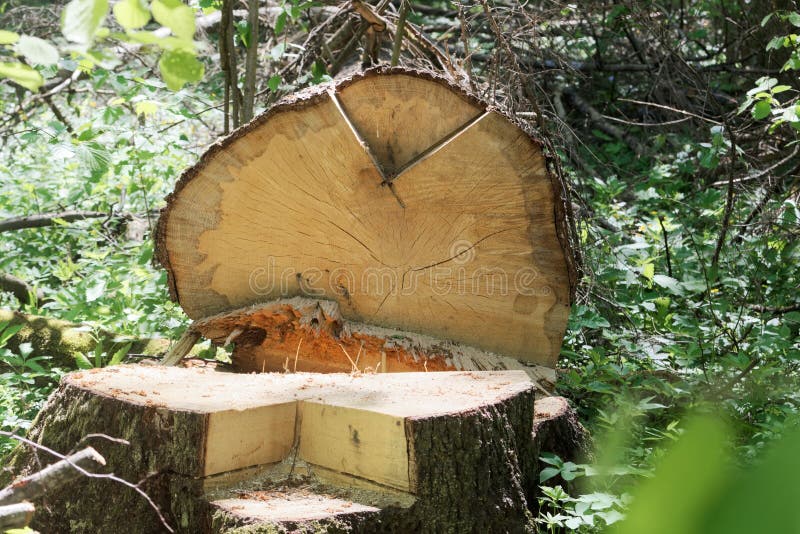 Hewed tree in a forest. stock image. Image of branches - 116784649