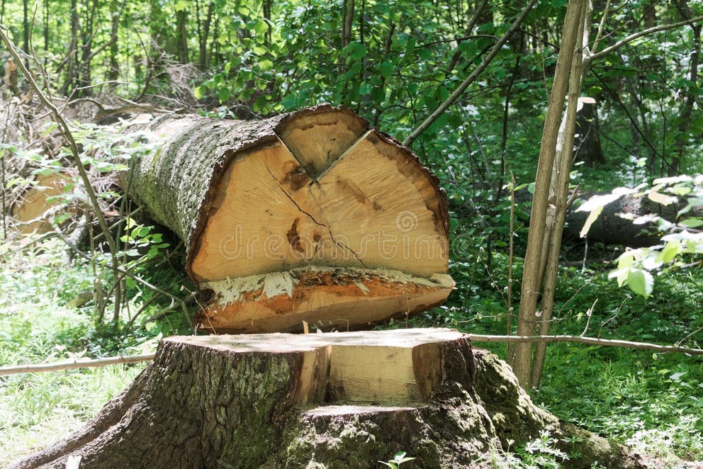 Hewed tree in a forest. stock image. Image of path, forestry - 116784749
