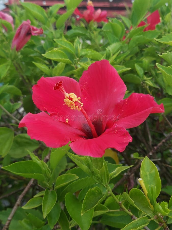 Fresh Hibiscus flower stock photo. Image of flower, herb - 375186206