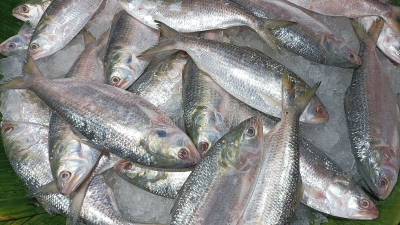 Fresh Hilsa Fish on Ice stock photo. Image of seafood - 332499308