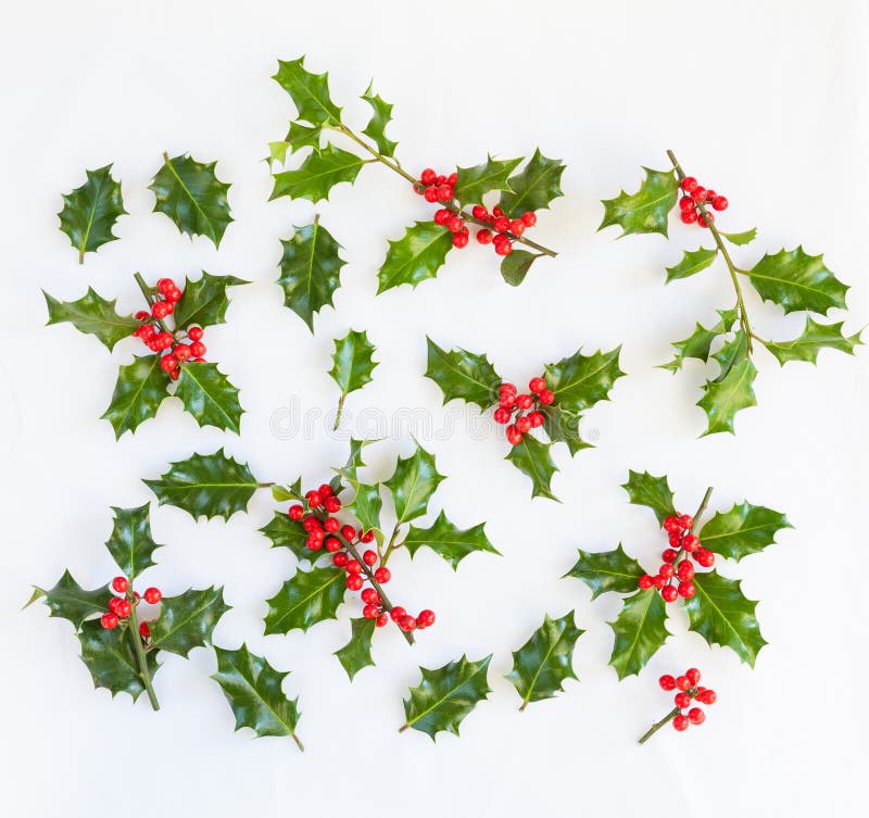 Fresh Holly with Red Berries for Design Elements Stock Photo - Image of ...