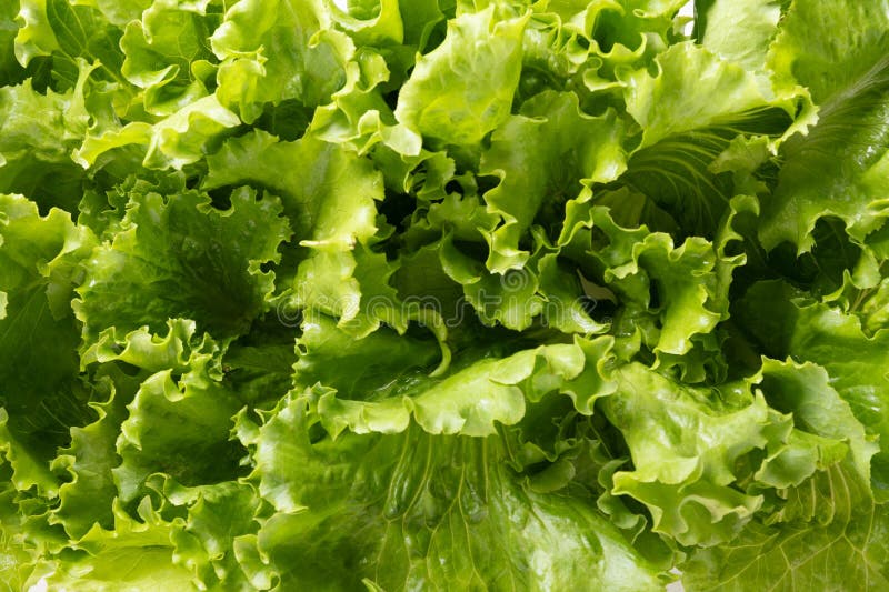 Fresh Home-grown Green Lettuce Salad Leaves As Food Background. Stock ... Fresh Home-grown Green Lettuce Salad Leaves As Food Background. Stock ...