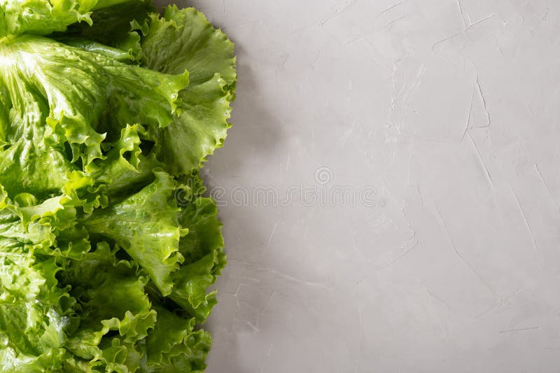 Fresh Home-grown Green Lettuce Salad Leaves. View from Above. Stock ... Fresh Home-grown Green Lettuce Salad Leaves. View from Above. Stock ...