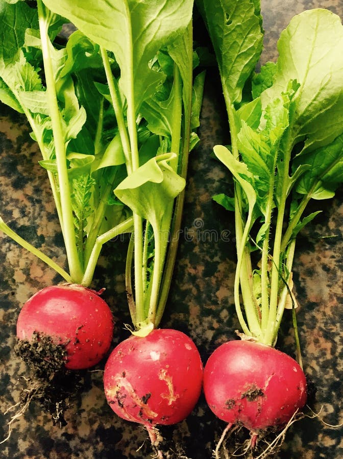 Fresh home grown raddish stock image. Image of closeup - 56824525