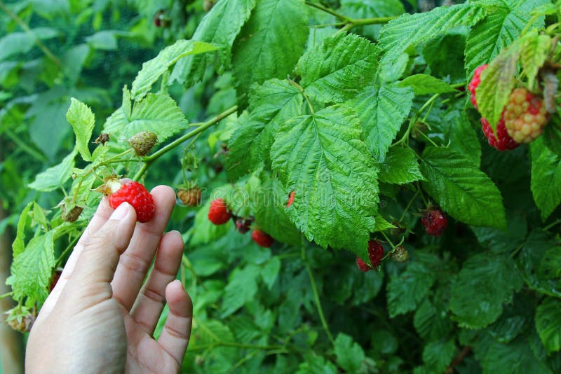 Fresh home-grown Raspberry stock image. Image of food - 33545177