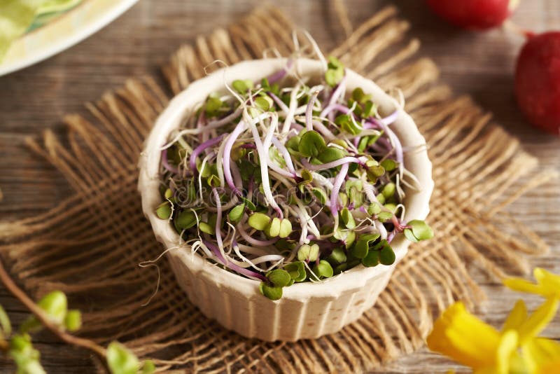 Fresh Homegrown Radish Sprouts in a Bowl Stock Image - Image of young ...