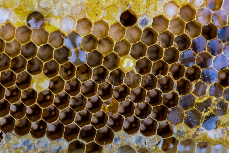 Fresh Honey in Comb Bacground Stock Photo - Image of frame, hexagon ...
