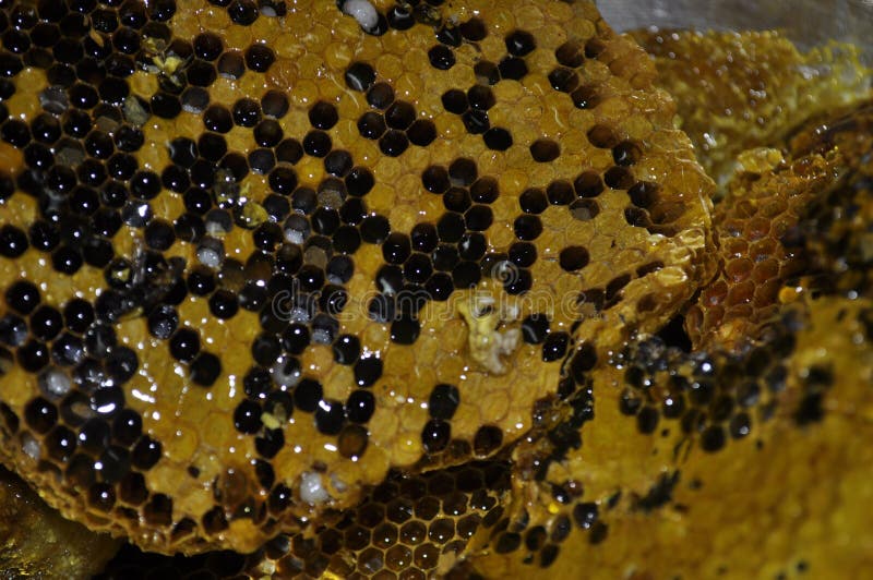 Fresh Honey Comb stock photo. Image of honey, indian - 53439846