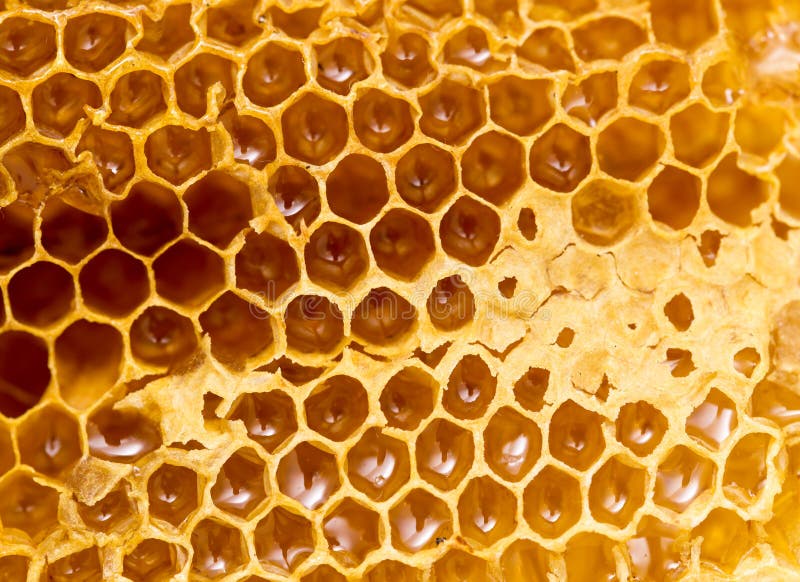 Fresh Honey in the Comb. Macro Stock Photo - Image of shape, honeycomb ...