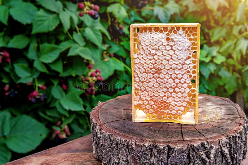 Fresh Honey Frame, Sweet and Healthy Honeycombs Stock Image - Image of ...