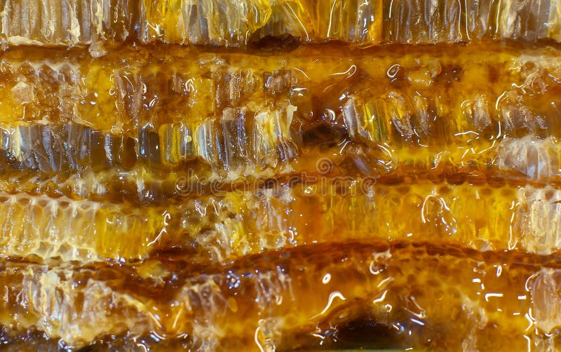 Fresh Honey in Honeycomb Slices. Side View Stock Photo - Image of ...