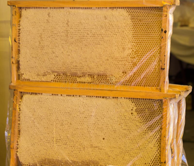 Fresh Honey in the Sealed Comb Frame Stock Photo - Image of beekeeping ...