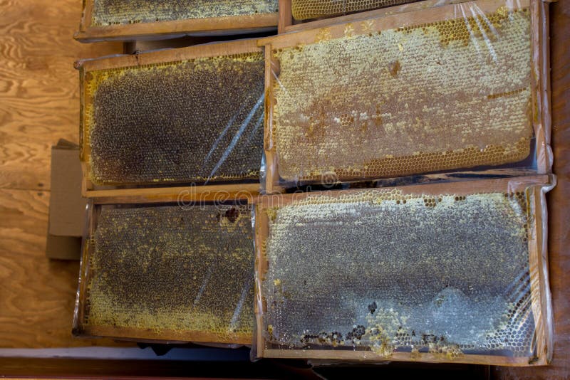 Fresh Honey in the Sealed Comb Frame Stock Photo - Image of harvest ...