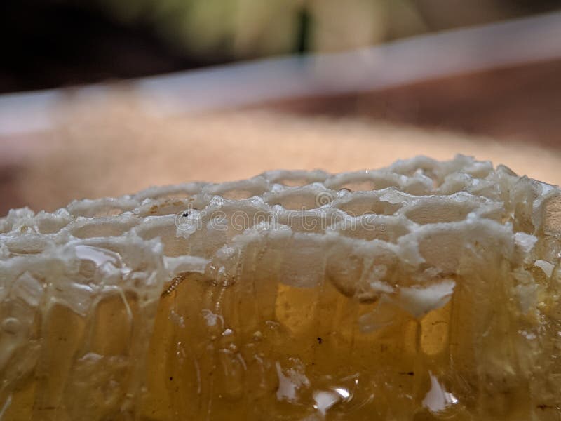 Fresh honeycomb close up. stock photo. Image of honey - 164009976