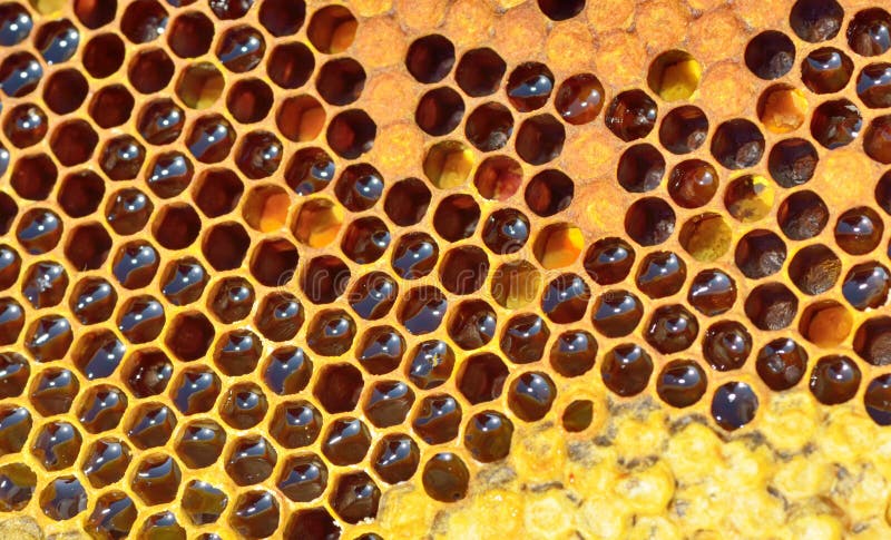 Fresh honeycomb stock image. Image of fresh, comb, background - 32014317