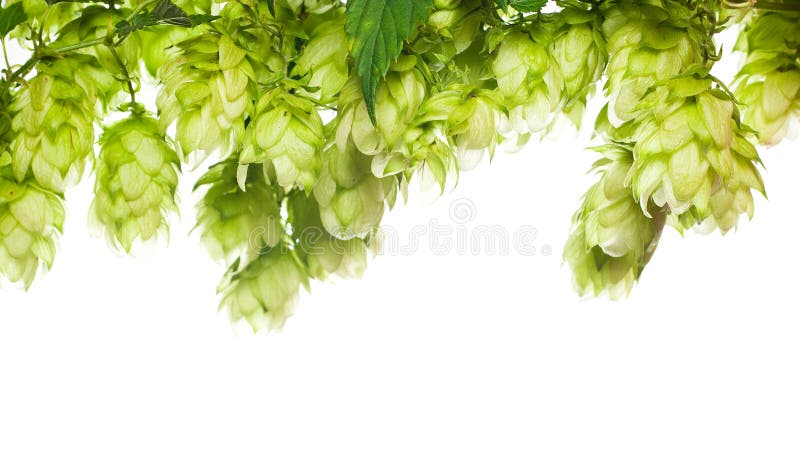 Hop plant border stock photo. Image of decoration, brewery - 18902888