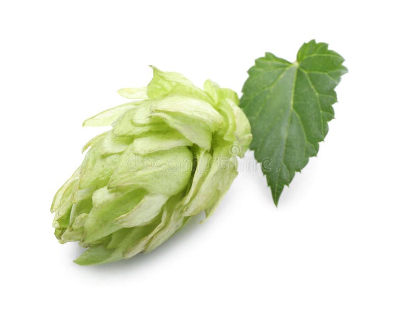 Fresh Hop Flower with Leaf Isolated on White Stock Image - Image of ...