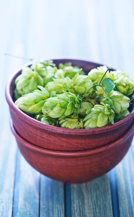 Fresh hope stock image. Image of growth, creeper, humulus - 68112497