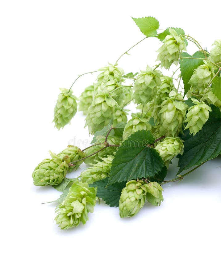Fresh hops stock photo. Image of fixings, hops, brew - 27053346
