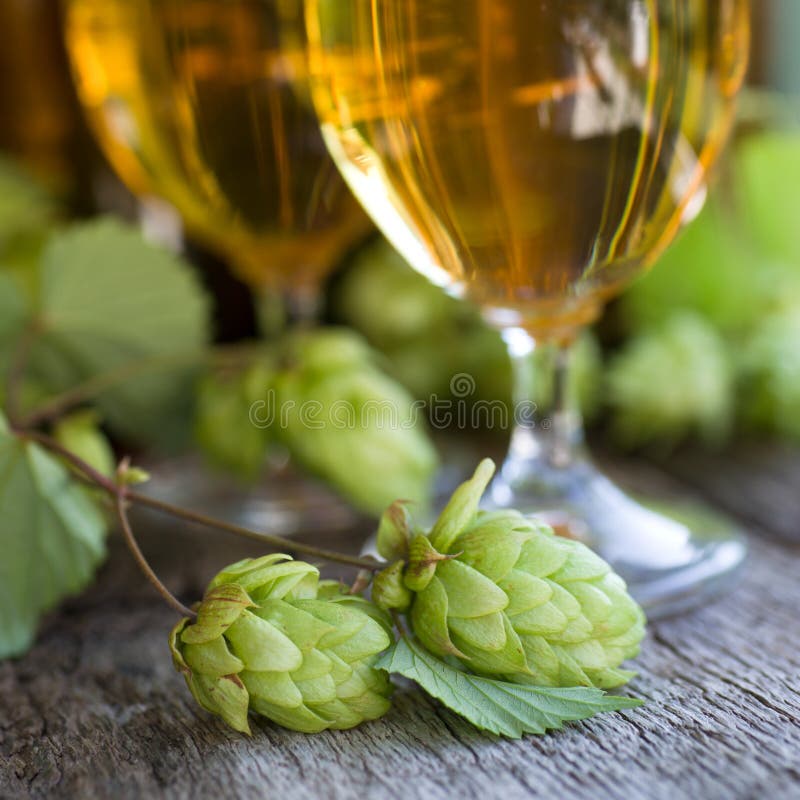 Fresh hops stock image. Image of beer, fixings, time - 26723315