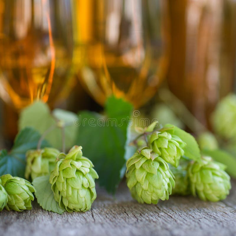 Fresh hops stock photo. Image of fixings, hops, brew - 27053346