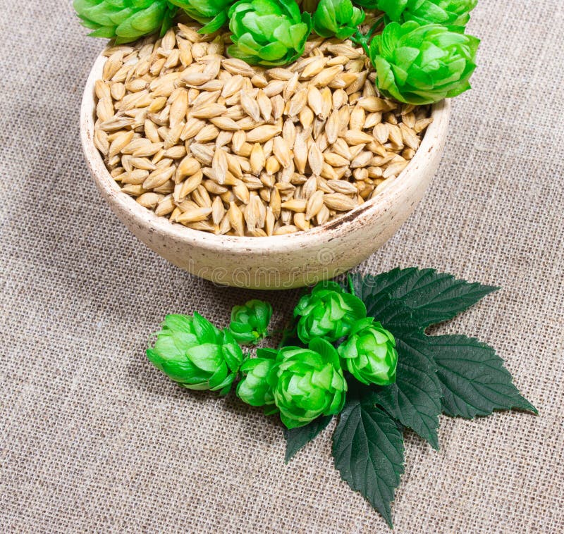 Fresh Hops and Barley Grain - Closeup Stock Photo - Image of flower ...