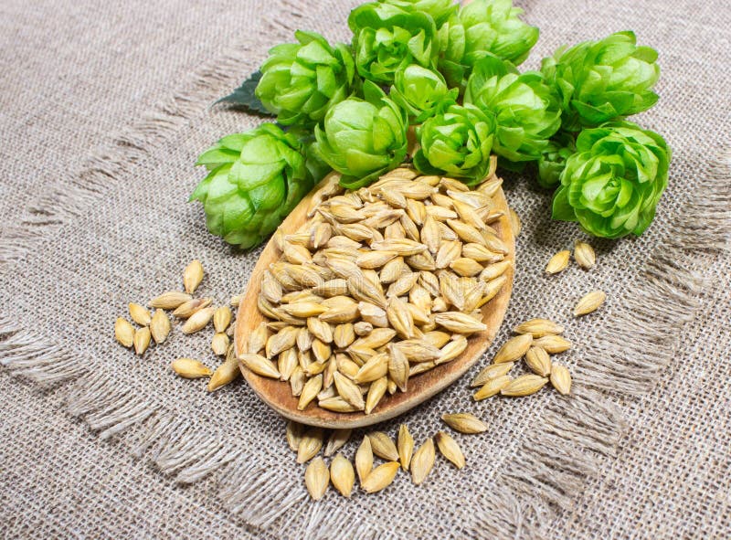 Fresh Hops and Barley Grain - Closeup Stock Photo - Image of group ...