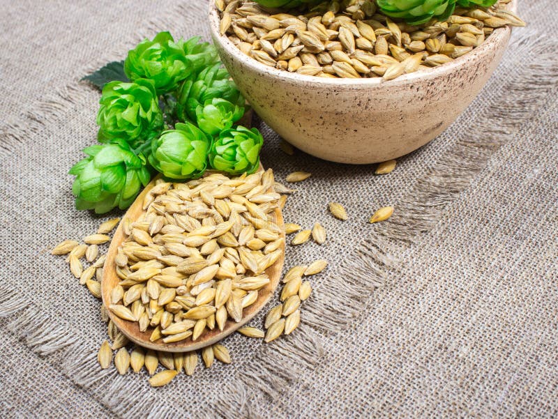 Fresh Hops and Barley Grain - Closeup Stock Photo - Image of flavor ...