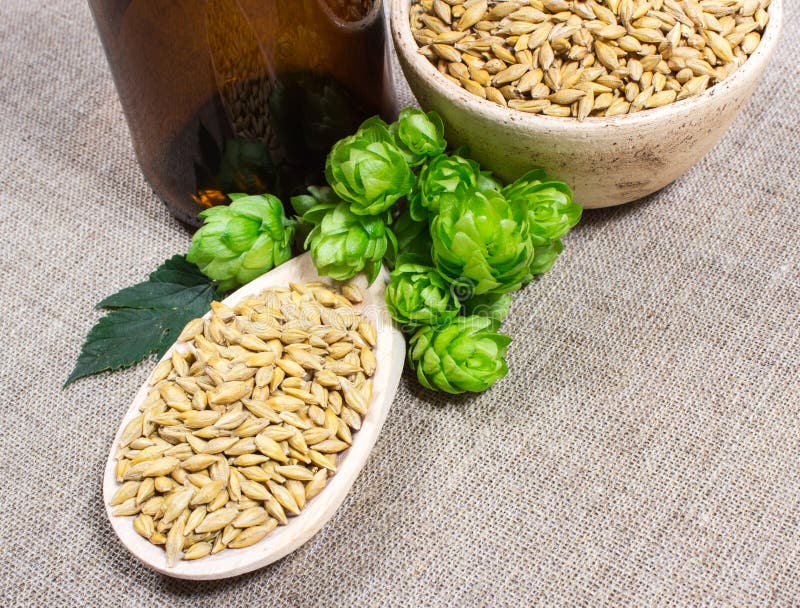 Fresh Hops and Barley Grain - Closeup Stock Image - Image of ...