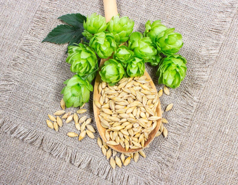 Fresh Hops and Barley Grain - Closeup Stock Image - Image of fresh ...