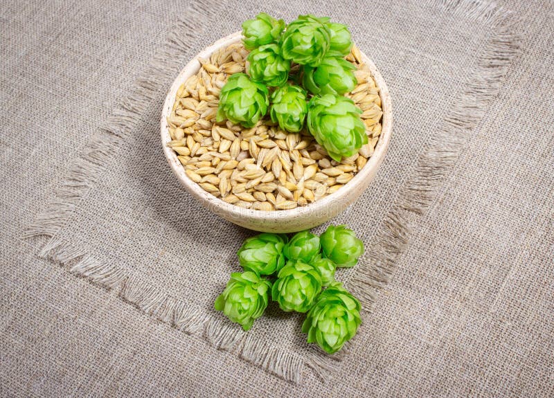 Fresh Hops and Barley Grain - Closeup Stock Image - Image of botany ...