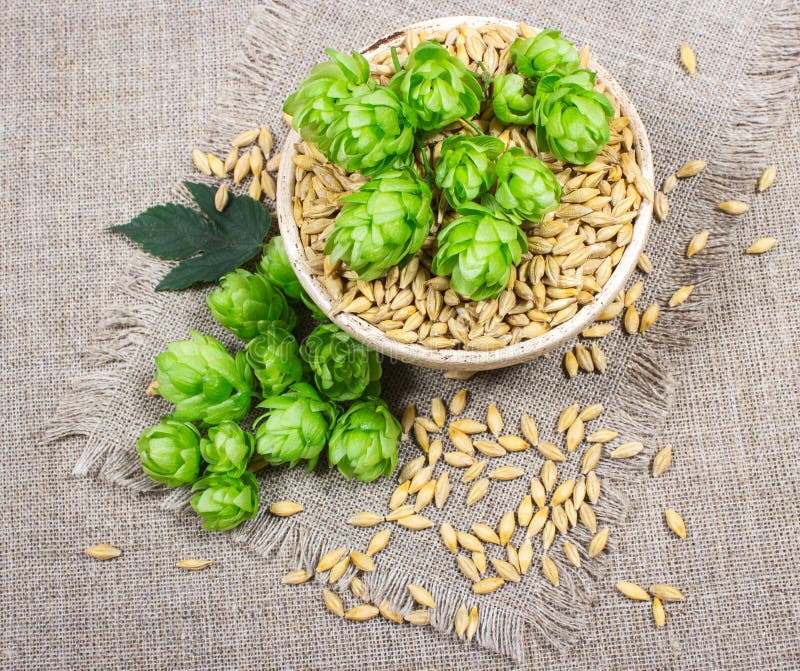 Fresh Hops and Barley Grain - Closeup Stock Image - Image of plant ...