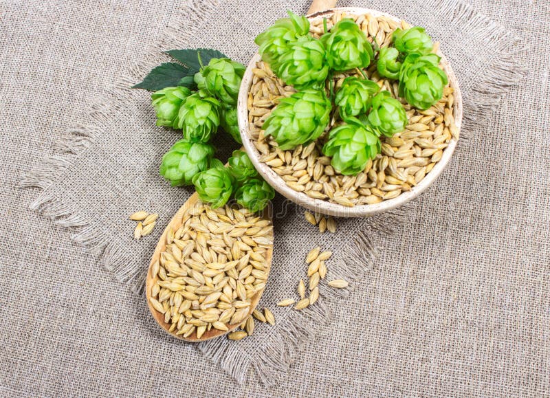 Fresh Hops and Barley Grain - Closeup Stock Image - Image of green ...