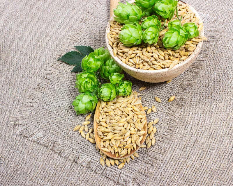 Fresh Hops and Barley Grain - Closeup Stock Photo - Image of group ...