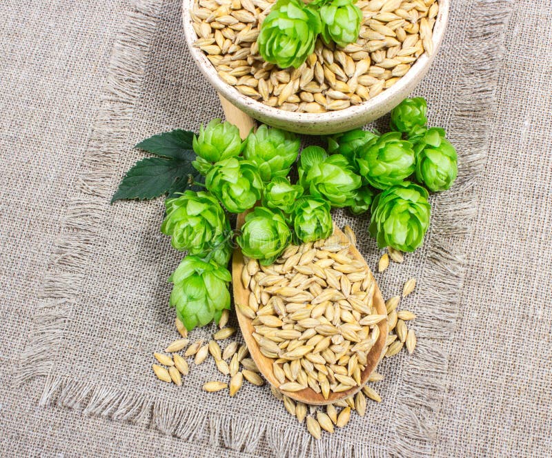 Fresh Hops and Barley Grain - Closeup Stock Image - Image of plant ...