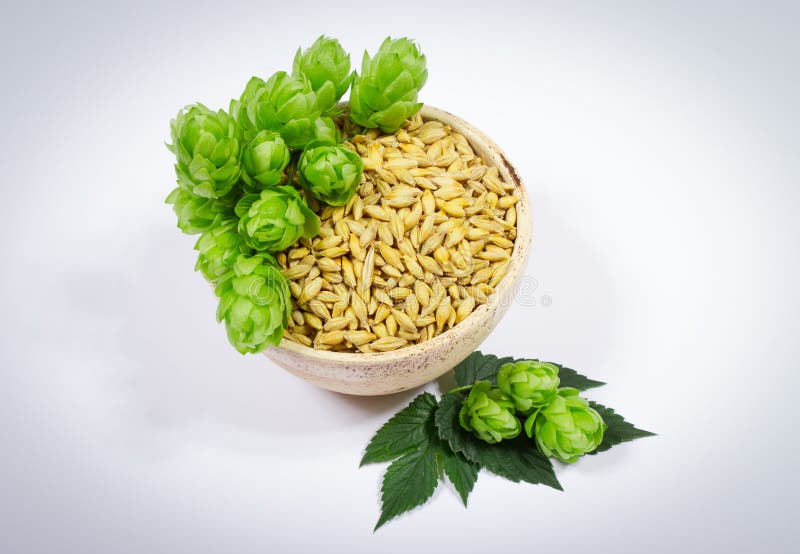 Fresh Hops and Barley Grain - Closeup Stock Photo - Image of ...