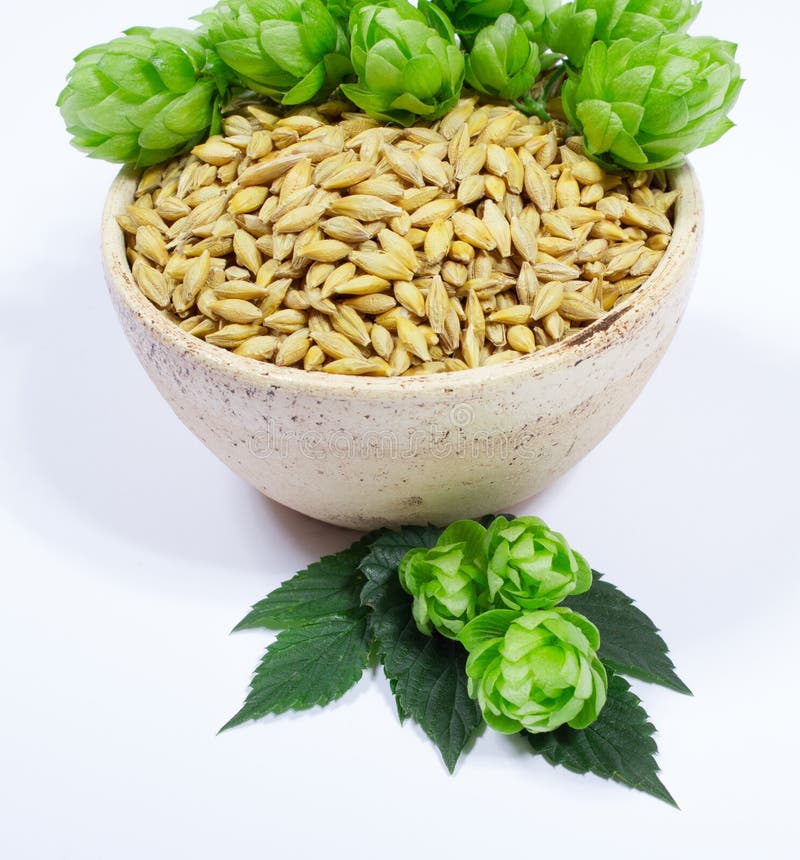 Fresh Hops and Barley Grain - Closeup Stock Image - Image of green ...
