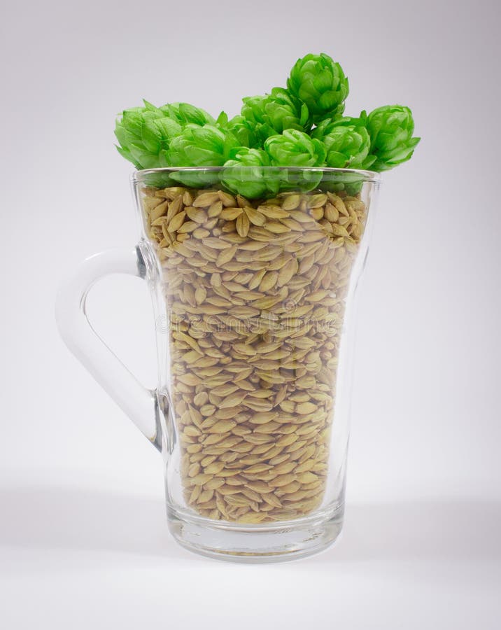 Fresh Hops and Barley Grain - Closeup Stock Image - Image of brewery ...