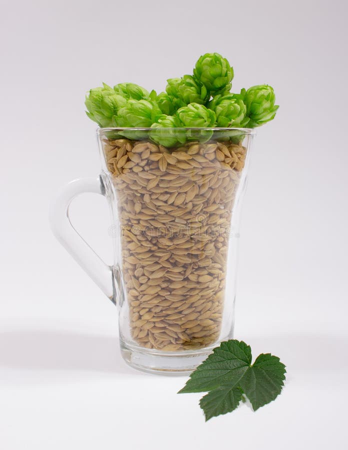 Fresh Hops and Barley Grain - Closeup Stock Image - Image of ...