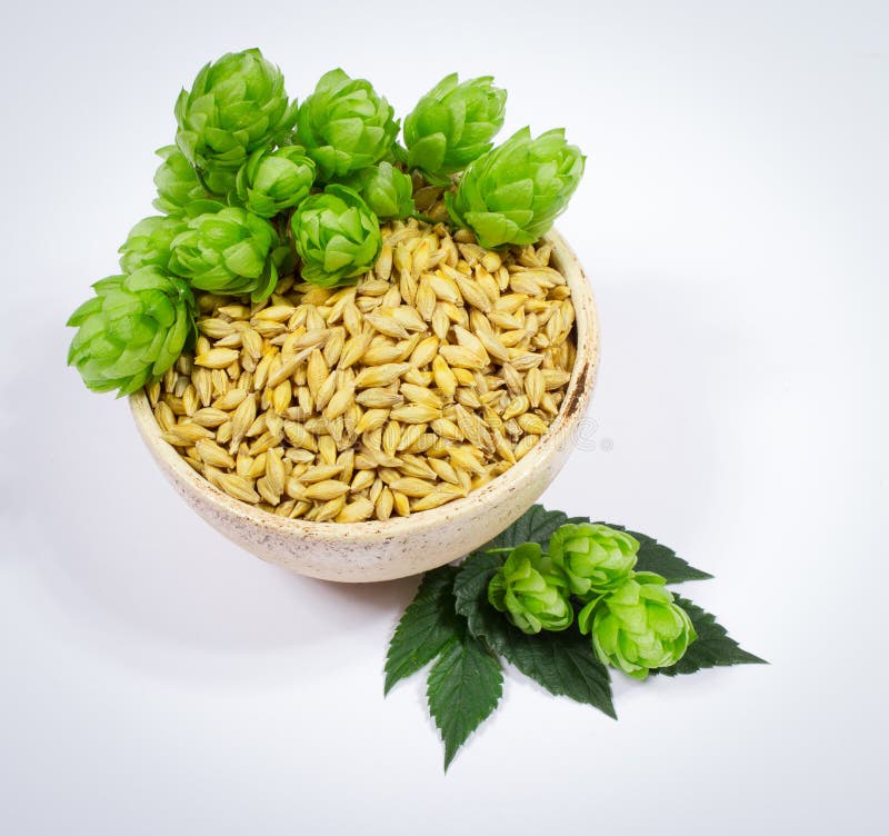 Fresh Hops and Barley Grain - Closeup Stock Image - Image of botany ...