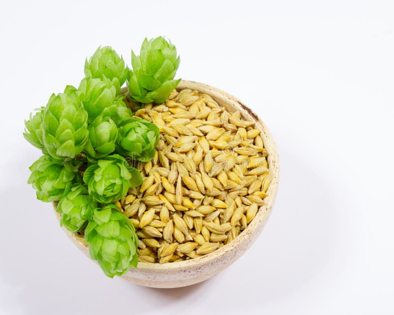 Fresh Hops and Barley Grain - Closeup Stock Image - Image of fresh ...