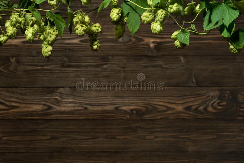 Fresh Hops Border Background Stock Image - Image of flower, people ...