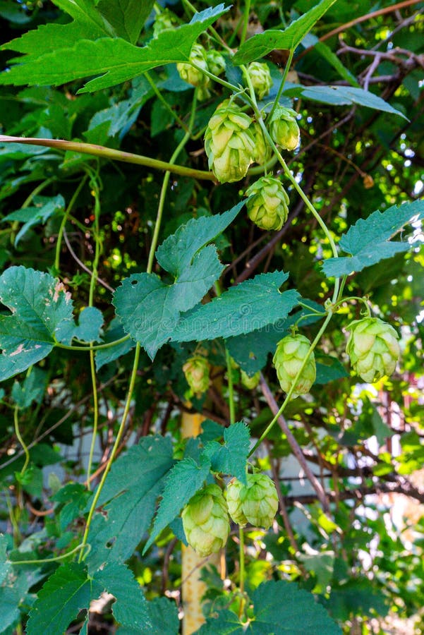 Fresh Hops or Humulus Lupulus Used Primarily As a Bittering, Flavouring ...