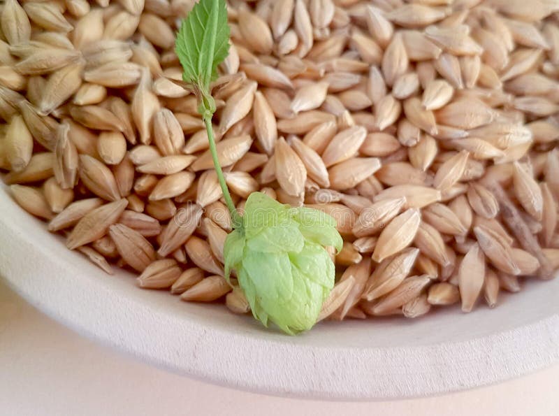 Fresh Hops and Malt for Your Beer Stock Photo - Image of aroma ...