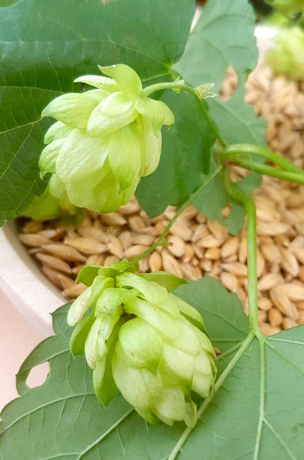 Fresh Hops and Malt for Your Beer Stock Image - Image of cone, brewing ...
