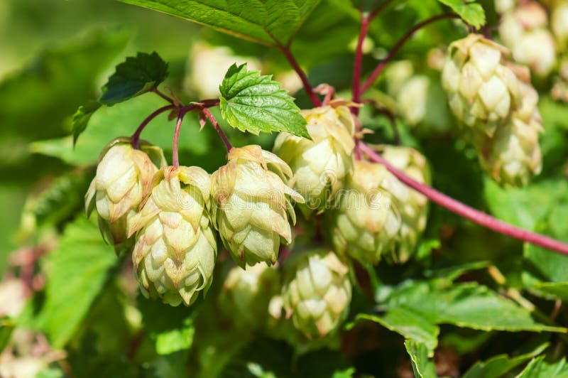 Fresh hops texture stock photo. Image of group, beer - 72548258
