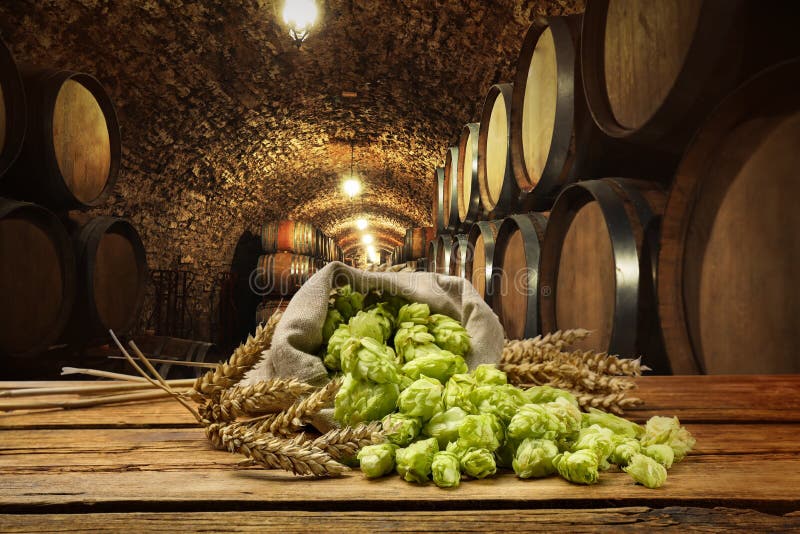 Fresh Hops and Wheat Spikes on Wooden Table in Beer Cellar Stock Photo ...