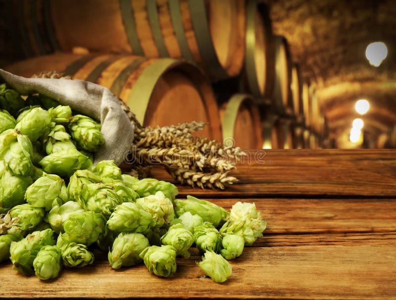 Fresh Hops and Wheat Spikes on Wooden Table in Beer Cellar, Space for ...