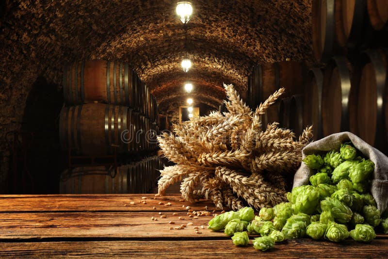 Fresh Hops and Wheat Spikes on Wooden Table in Beer Cellar, Space for ...