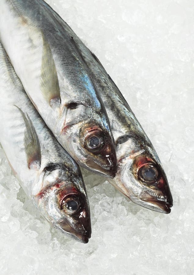 FRESH HORSE MACKEREL Trachurus Trachurus on ICE Stock Photo - Image of ...